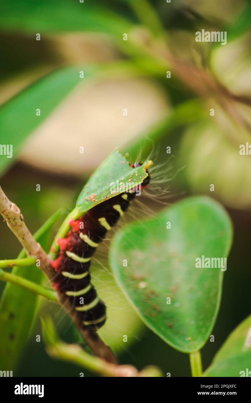 A worm is eating a green leaf to collect food. Before being pupa Stock ...