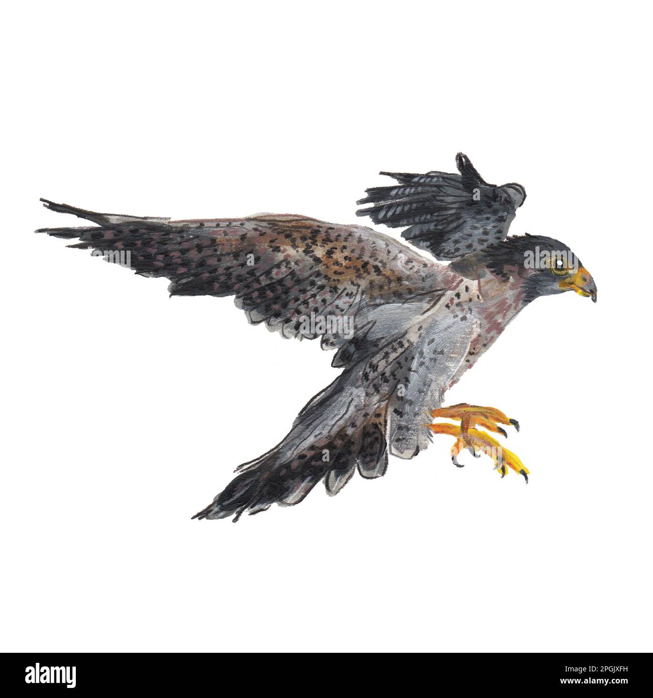 Digital falcon image hi-res stock photography and images - Alamy