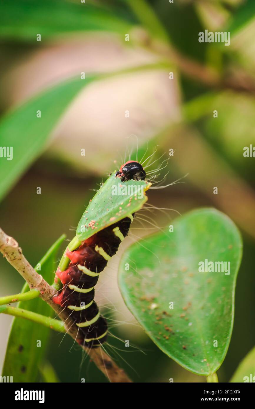 A worm is eating a green leaf to collect food. Before being pupa Stock ...