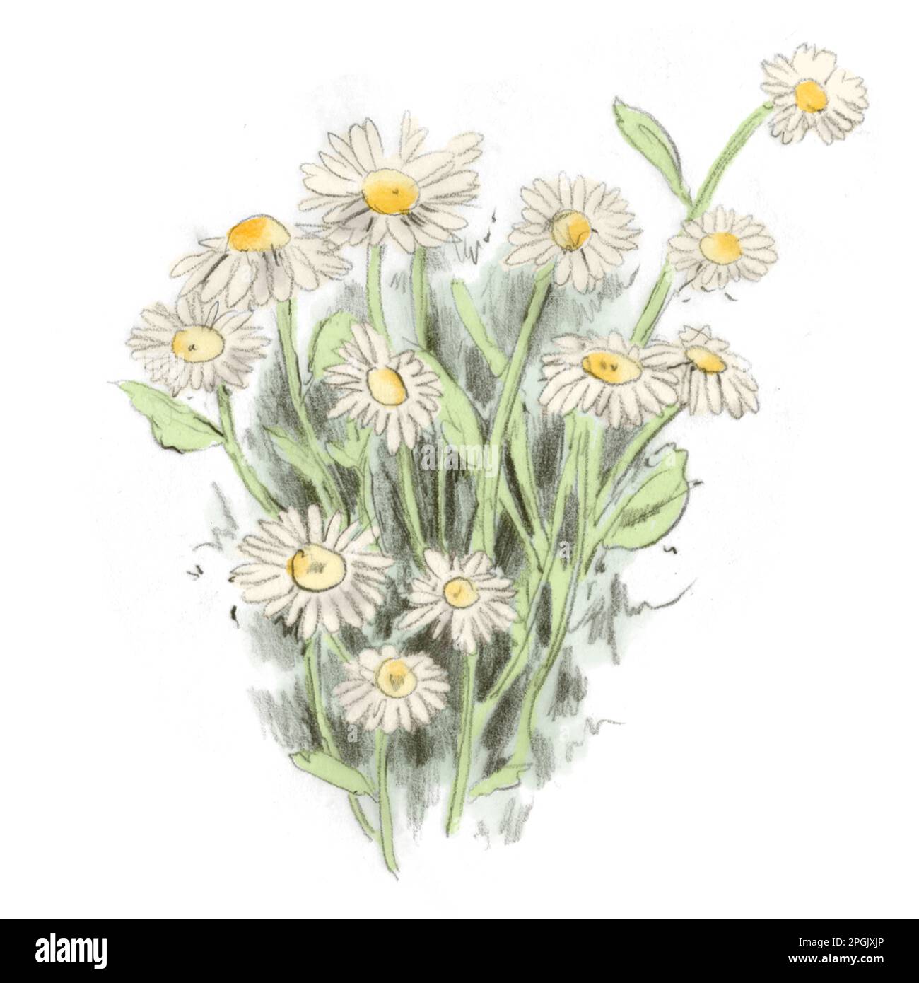 Daisy daisies illustration nature hi-res stock photography and images ...