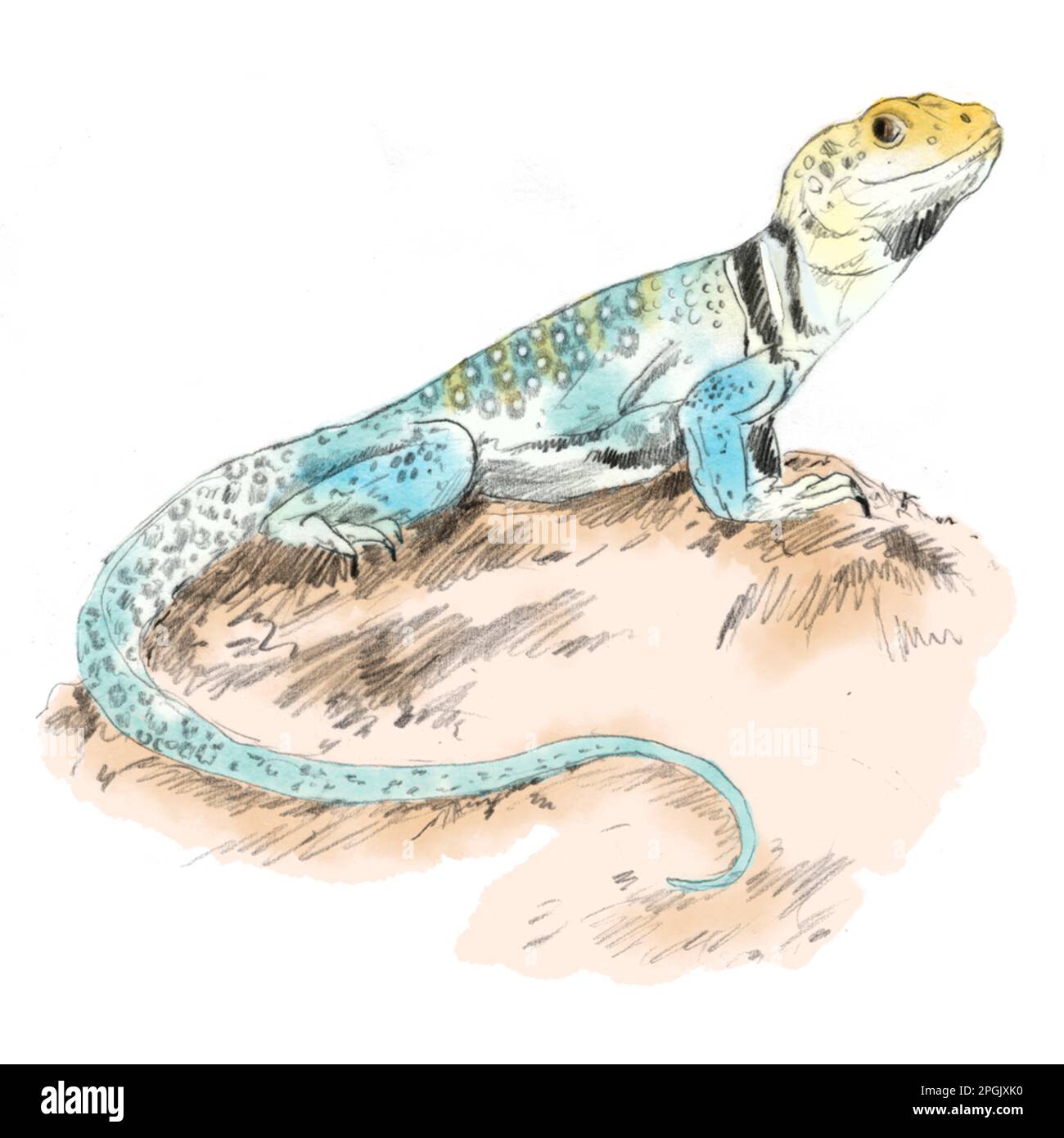 Collared lizard Cut Out Stock Images & Pictures - Alamy