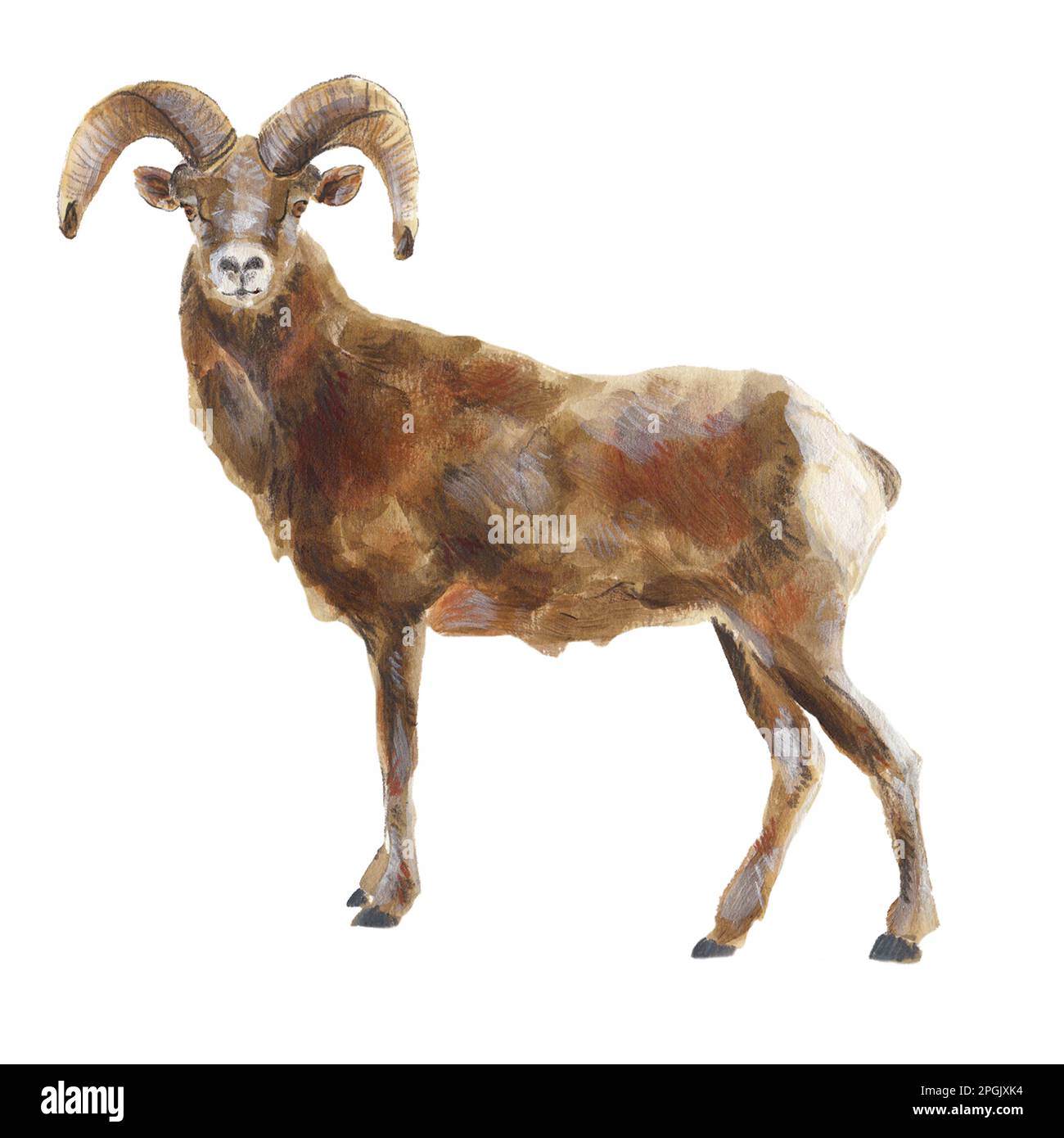 Horn illustration Cut Out Stock Images & Pictures - Alamy