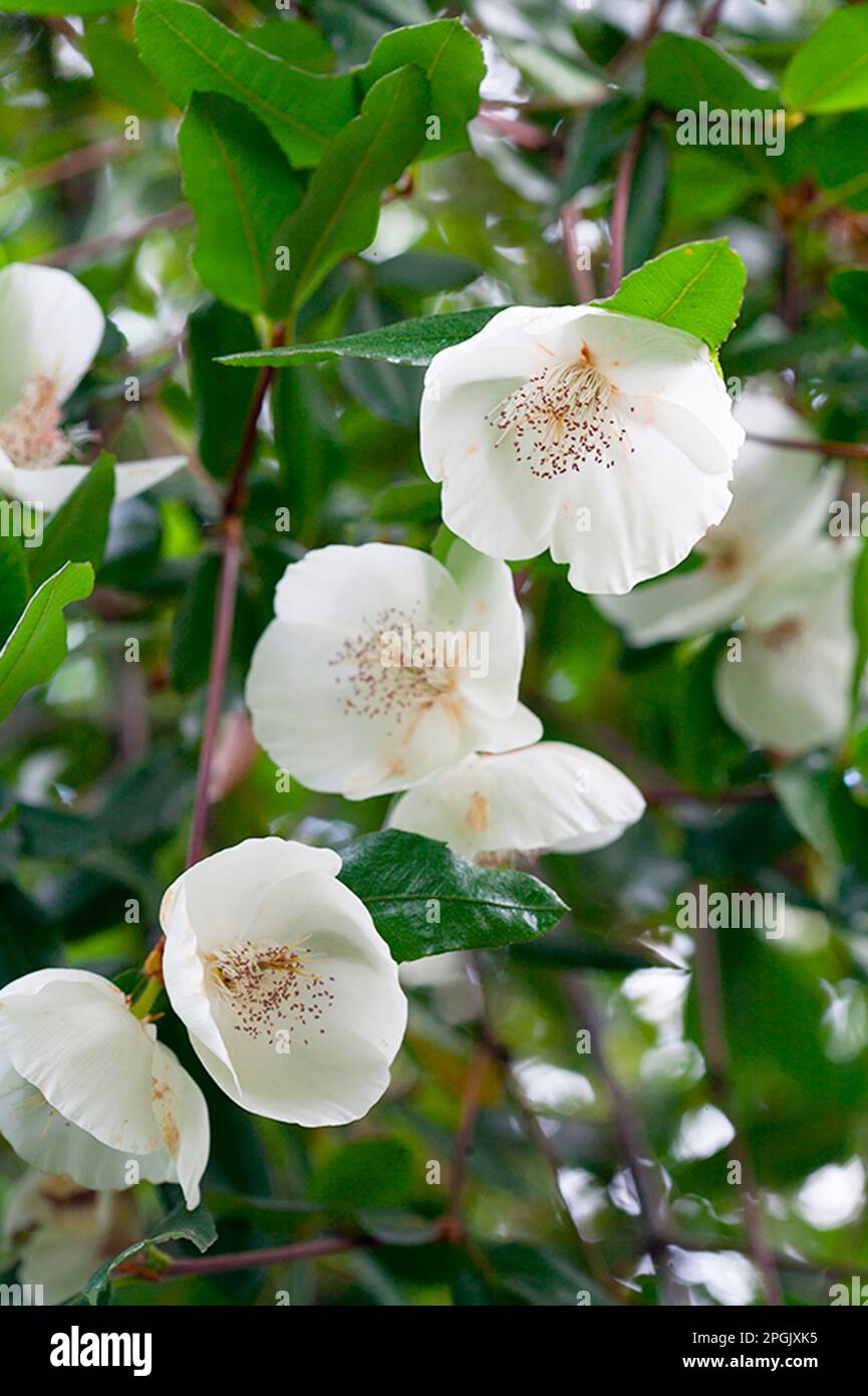 Eucryphia x intermedia rostrevor hi-res stock photography and images ...