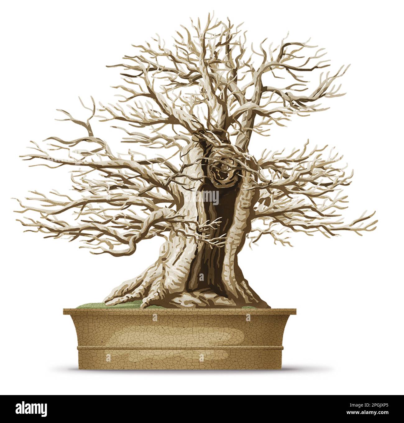 Fairytale style bonsai tree Stock Photo - Alamy