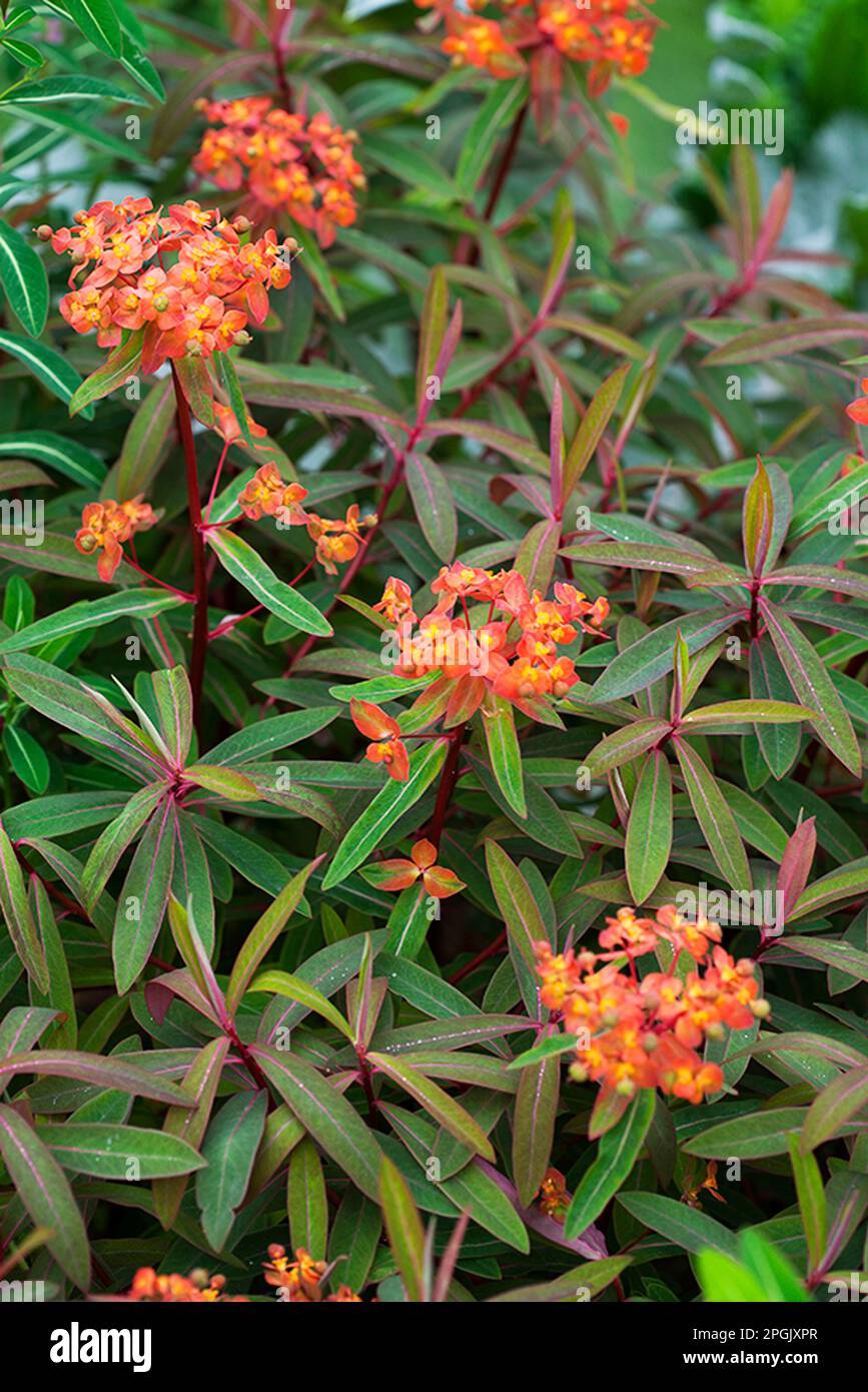 Euphorbia griffithii 'Fireglow' Stock Photo - Alamy