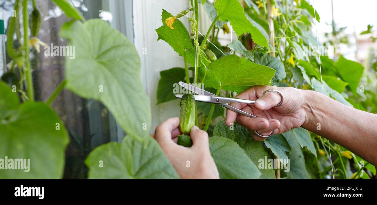 Men's hands harvests cuts the cucumber with scissors. Farmer man ...