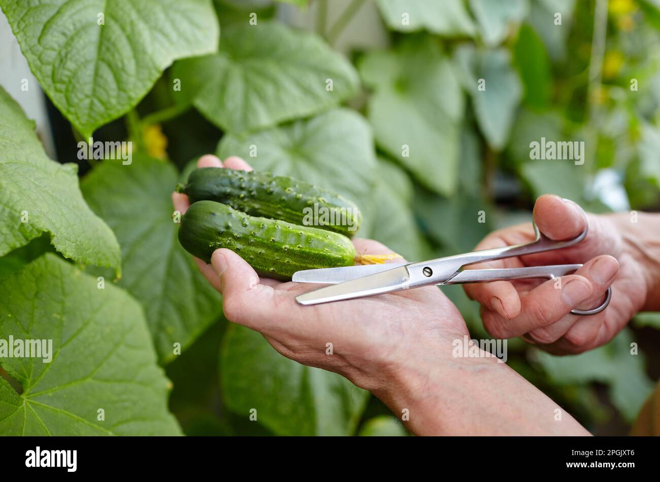 Men's hands harvests cuts the cucumber with scissors. Farmer man ...