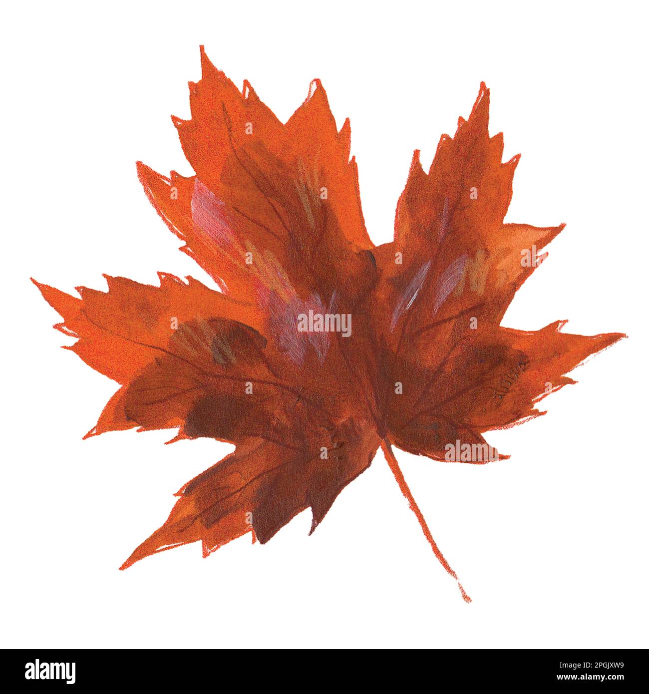 Maple tree species Cut Out Stock Images & Pictures - Alamy