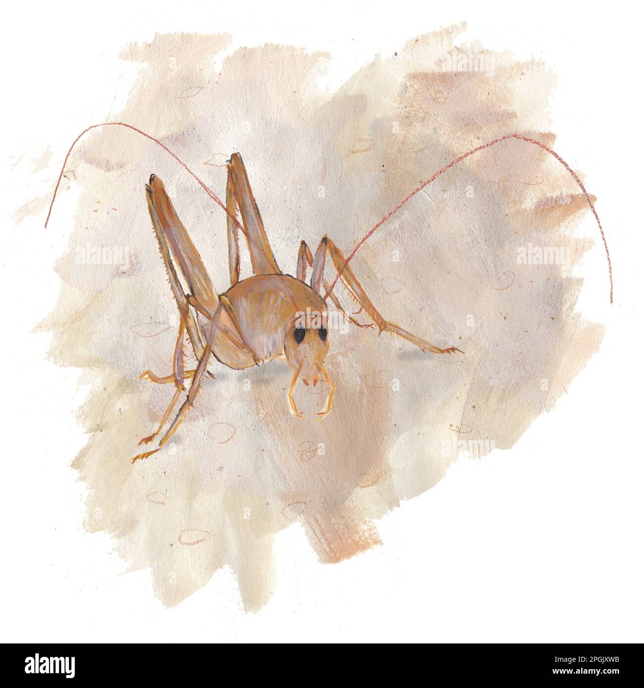 Cave cricket Cut Out Stock Images & Pictures - Alamy