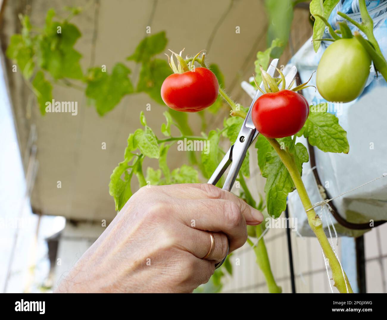 Men's hands harvests cuts the tomato plant with scissors. Farmer man ...