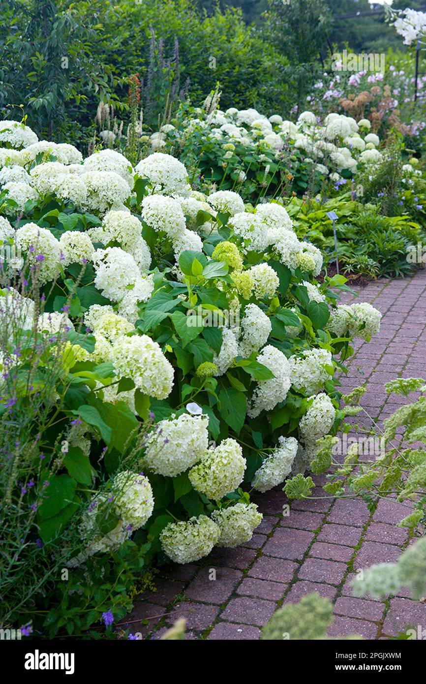 Hydrangea arborescens 'Annabelle' Stock Photo - Alamy