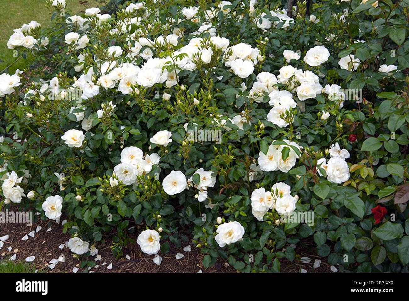 Rosa flower carpet white hi-res stock photography and images - Alamy