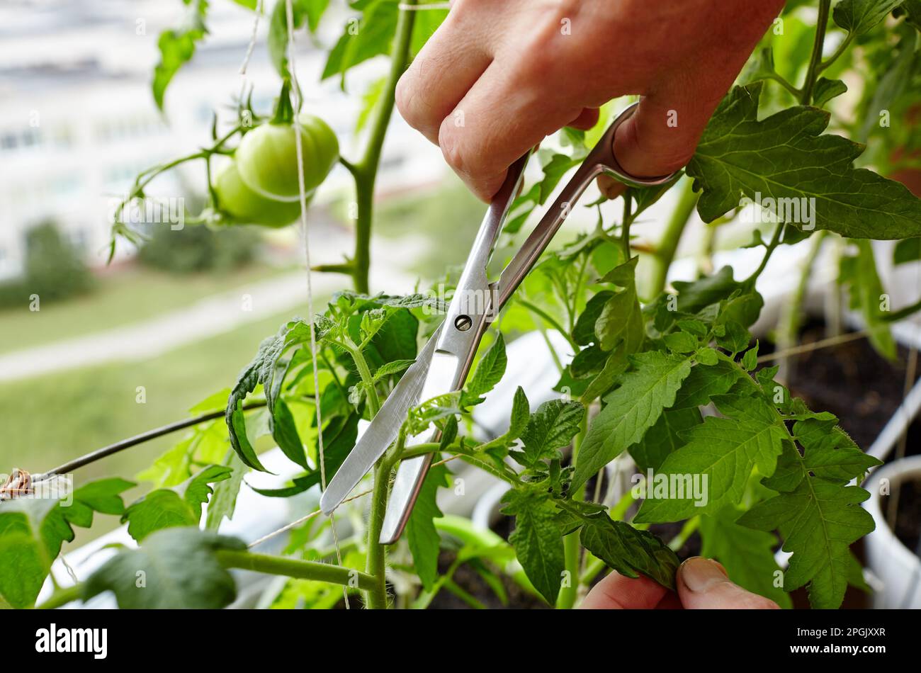 Men's hands pruning suckers (side shoots) from tomato plants with ...