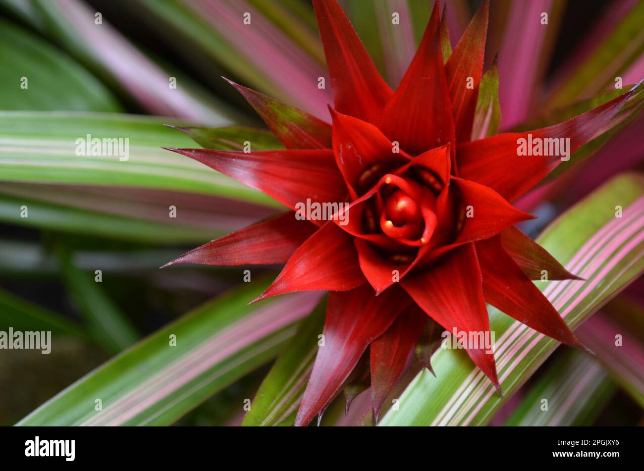 Tropical red flower with spikey petals and leaves in a pattern Stock ...