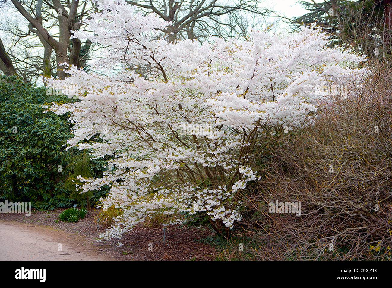 Prunus 'The Bride' Stock Photo - Alamy