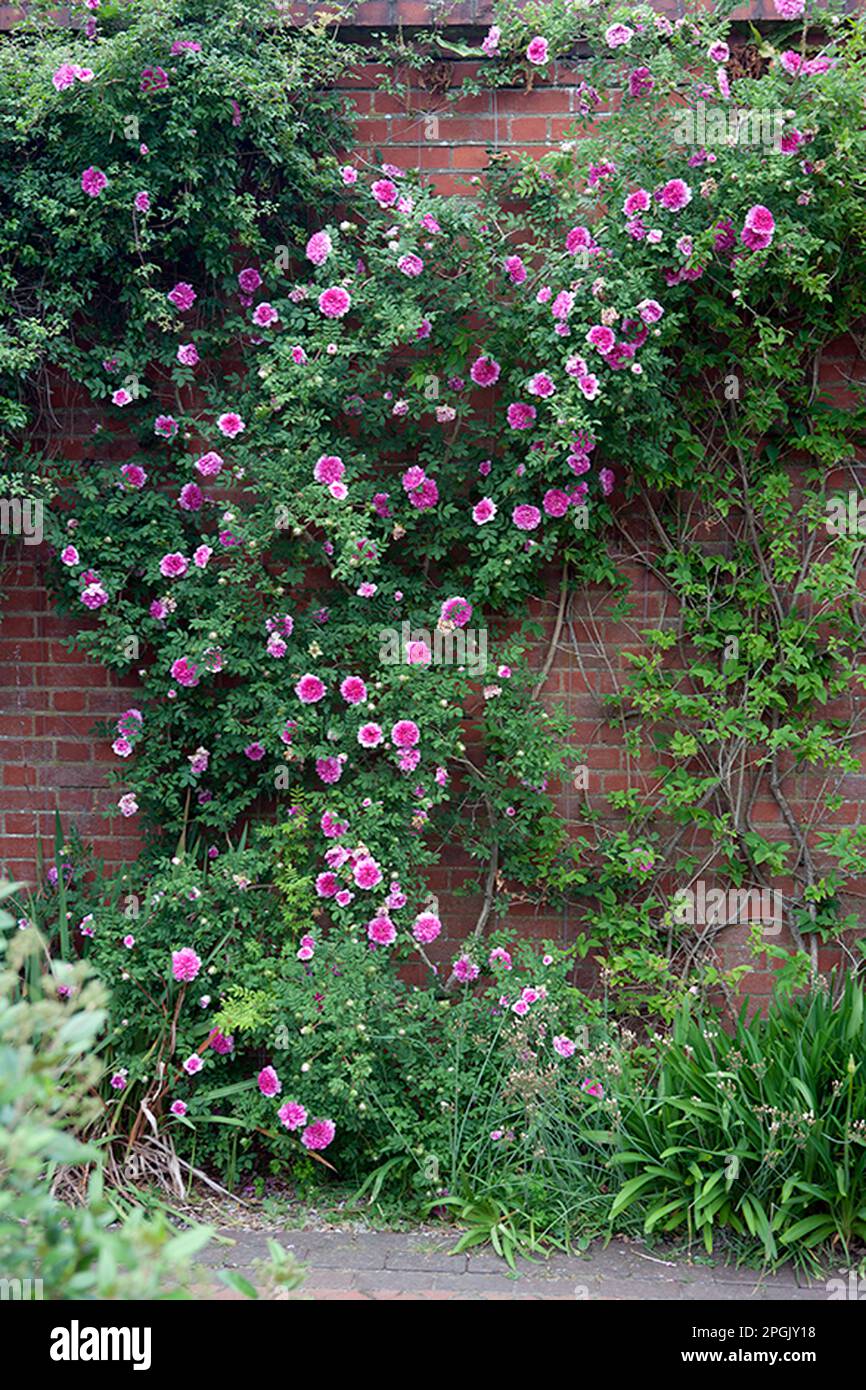Rosa roxburghii f. roxburghii Stock Photo - Alamy