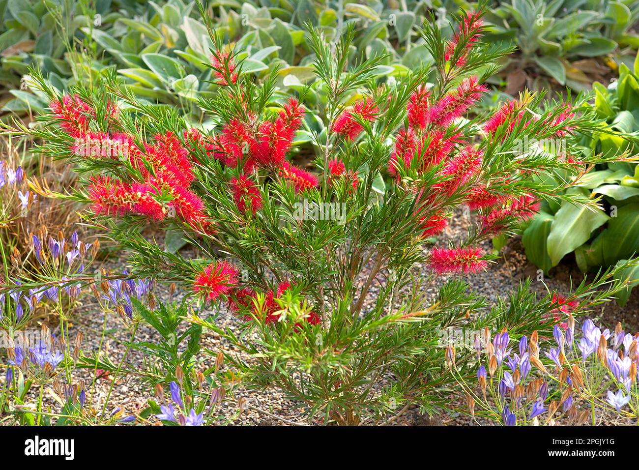Callistemon ornamental hi-res stock photography and images - Alamy
