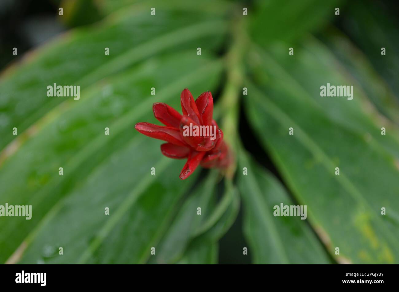 Waxy texture petals hi-res stock photography and images - Alamy