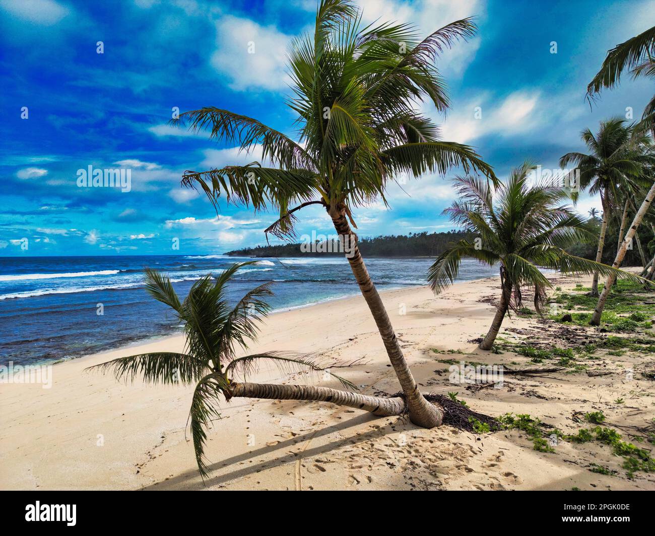 A picturesque beach scene featuring lush, tropical palm trees leaning ...