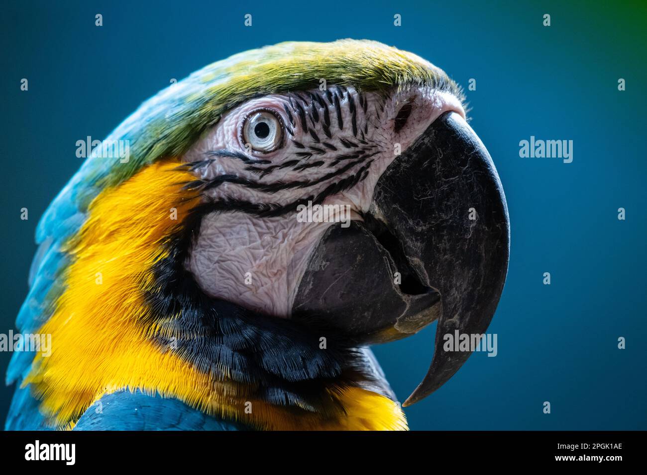 A blue-and-yellow macaw (Ara ararauna), also known as the blue-and-gold ...
