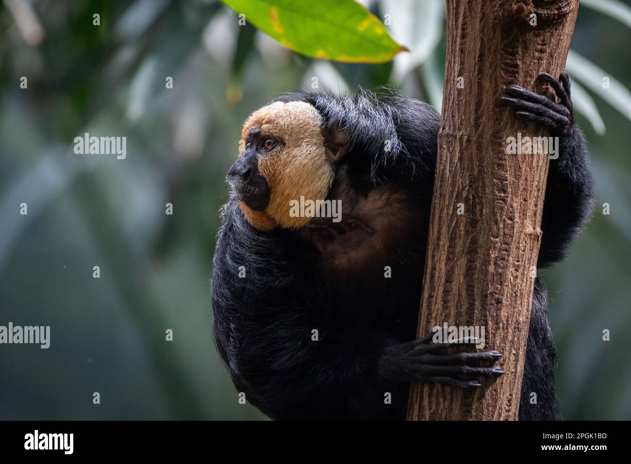 A white-faced saki (Pithecia pithecia), also known as the Guianan saki ...
