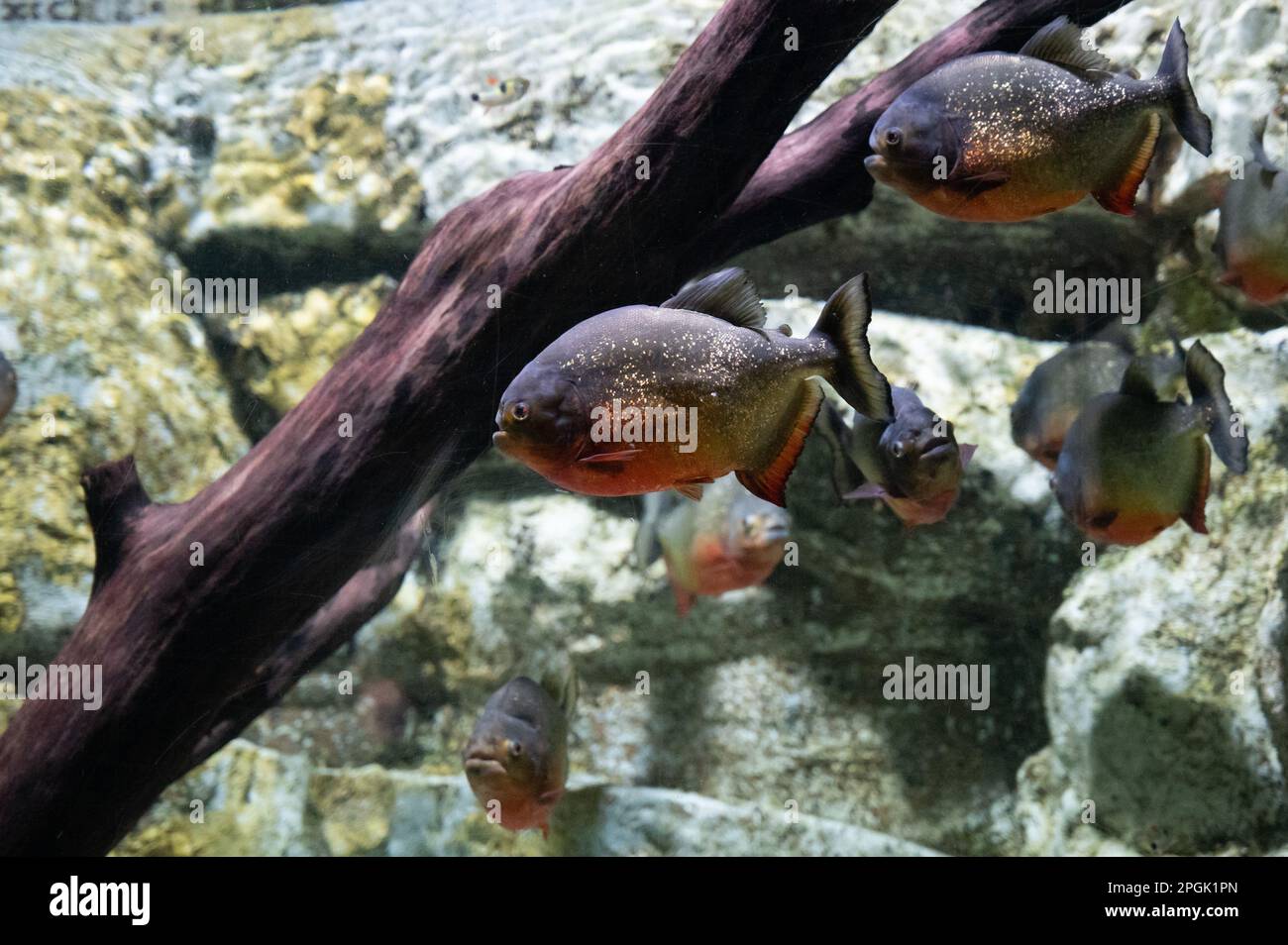 Red-bellied piranhas, also known as the red piranha (Pygocentrus ...