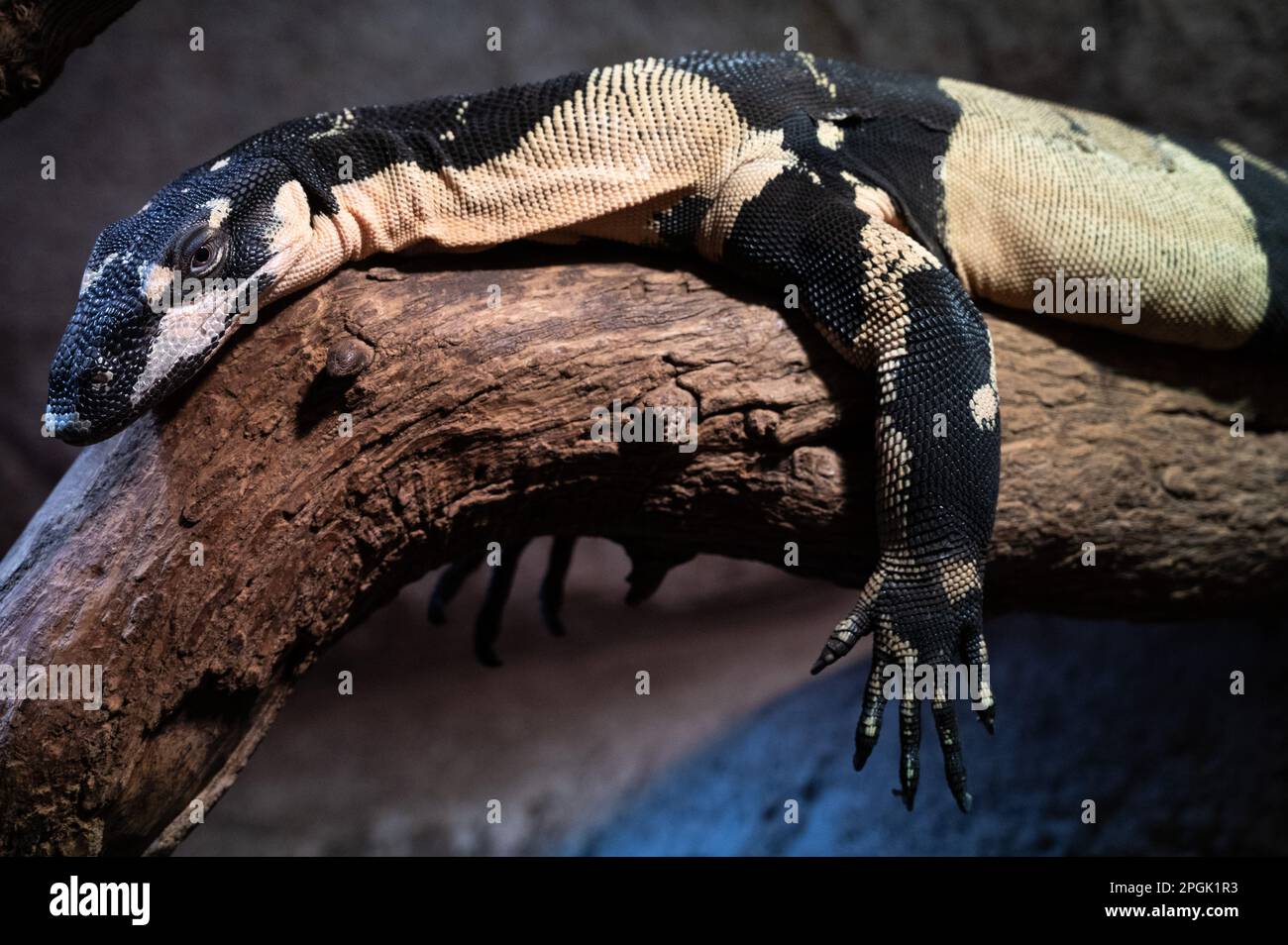 A lace monitor or tree goanna (Varanus varius), pictured in its ...
