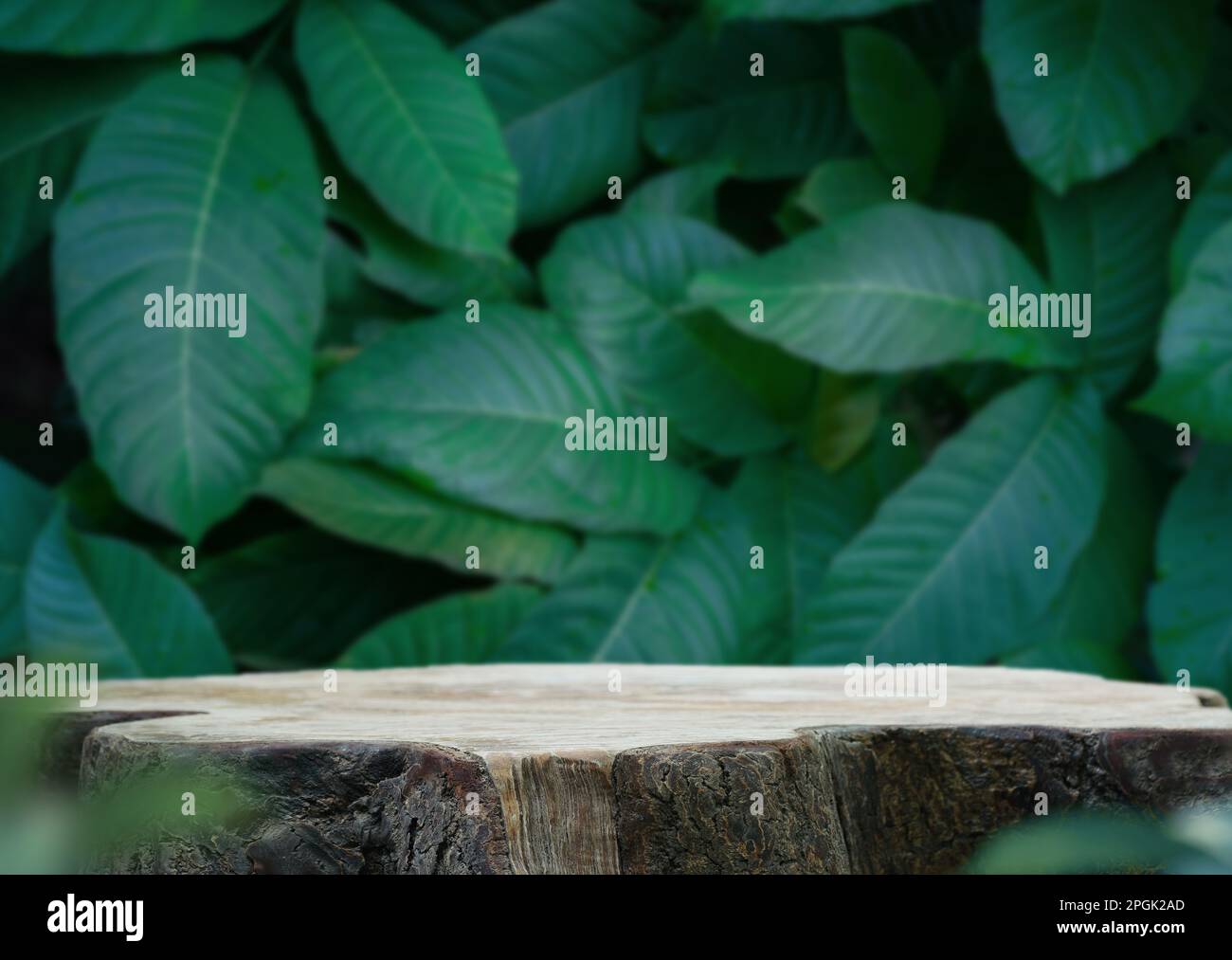 Wood tabletop counter podium floor in outdoors tropical garden forest ...
