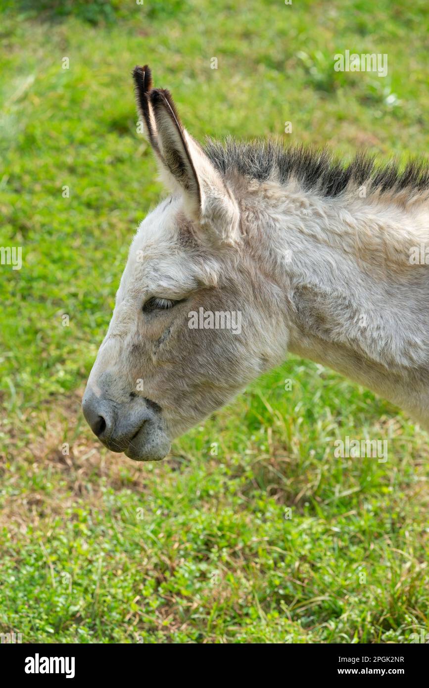 Domestic donkey hi-res stock photography and images - Alamy