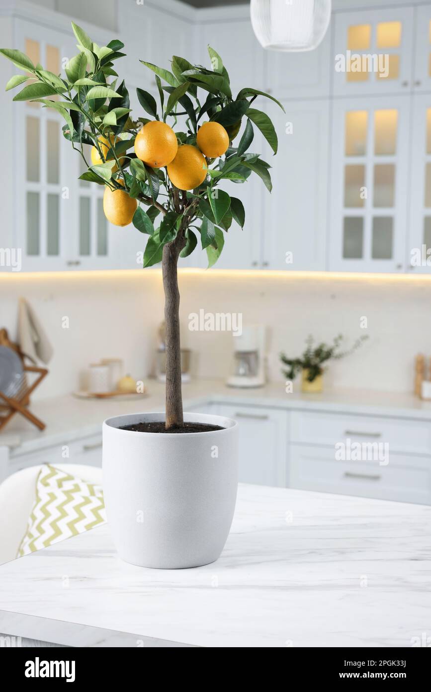 Potted lemon tree with ripe fruits on kitchen countertop Stock Photo ...