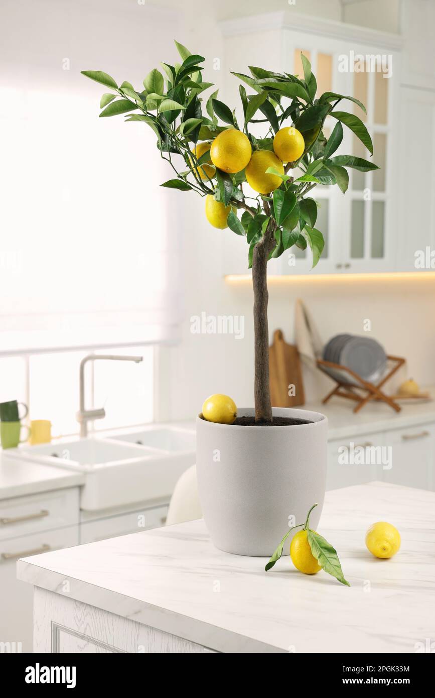 Potted lemon tree hi-res stock photography and images - Alamy