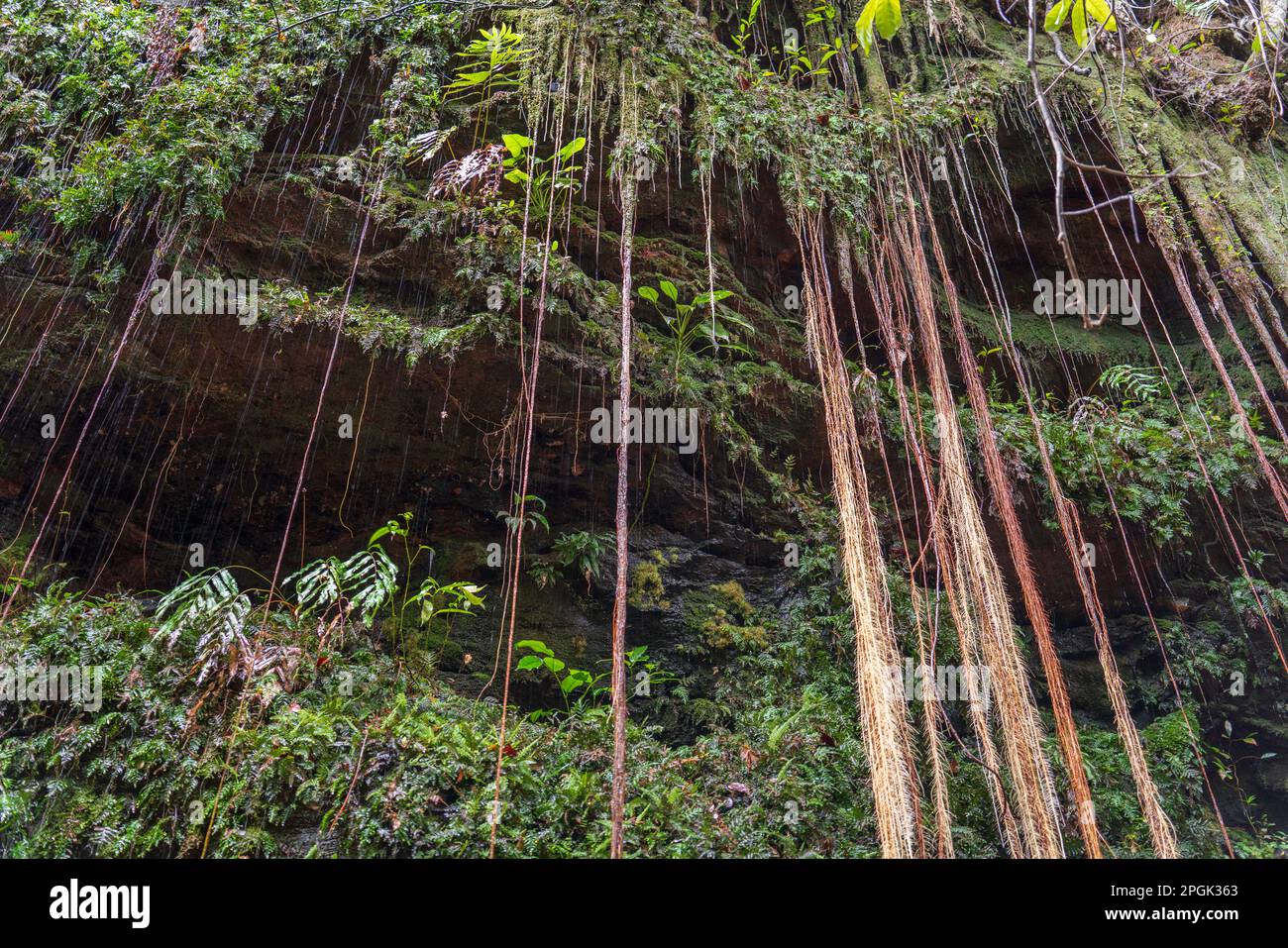 Hanging Roots in Sussuapara Canyon, Jalapao Stock Photo - Alamy