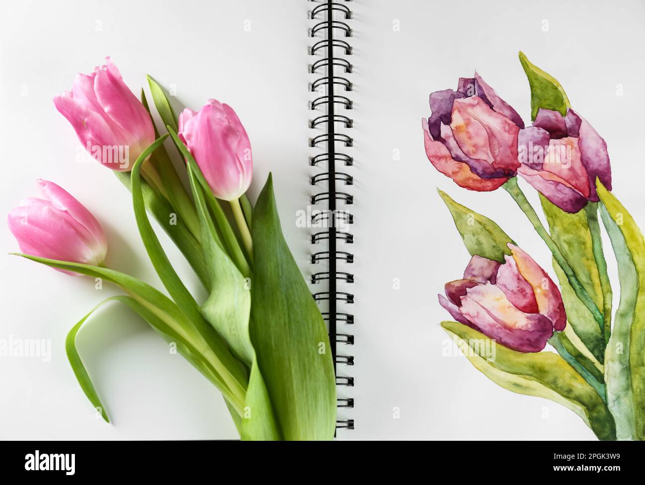 Painting of tulips in sketchbook and flowers, top view Stock Photo - Alamy