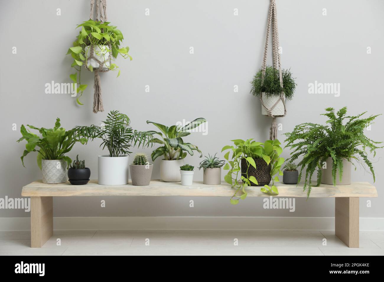 Many different houseplants in room. Interior element Stock Photo - Alamy