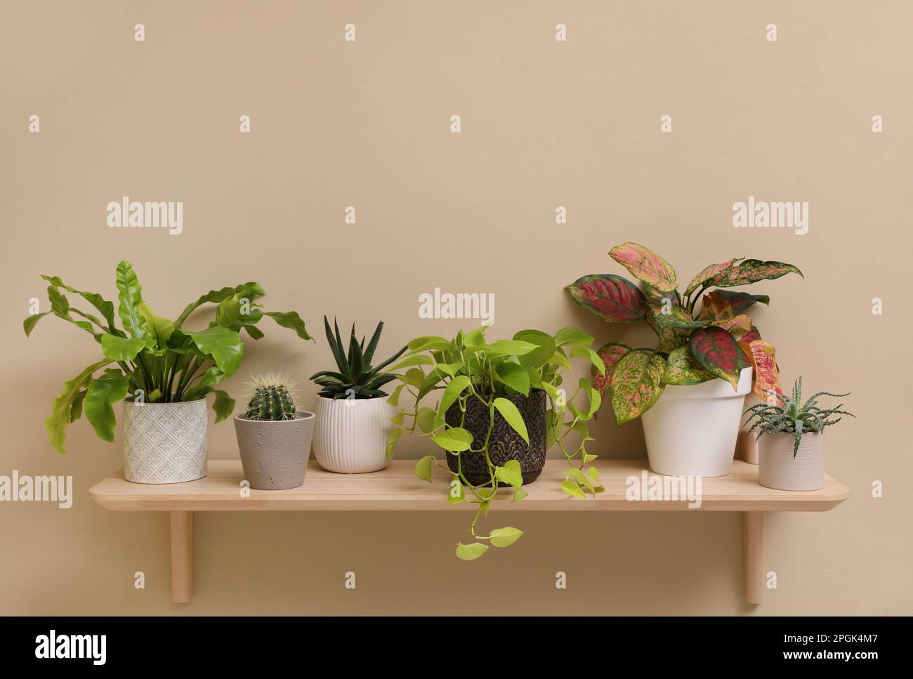 Shelf with many different houseplants on beige wall Stock Photo - Alamy