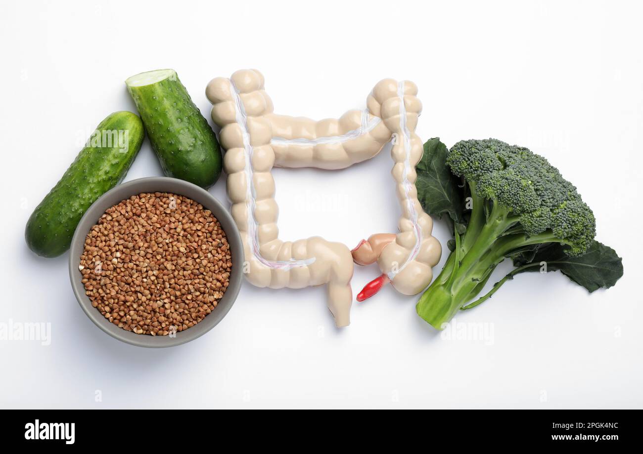 Intestine model and products to help digestion on white background, top ...