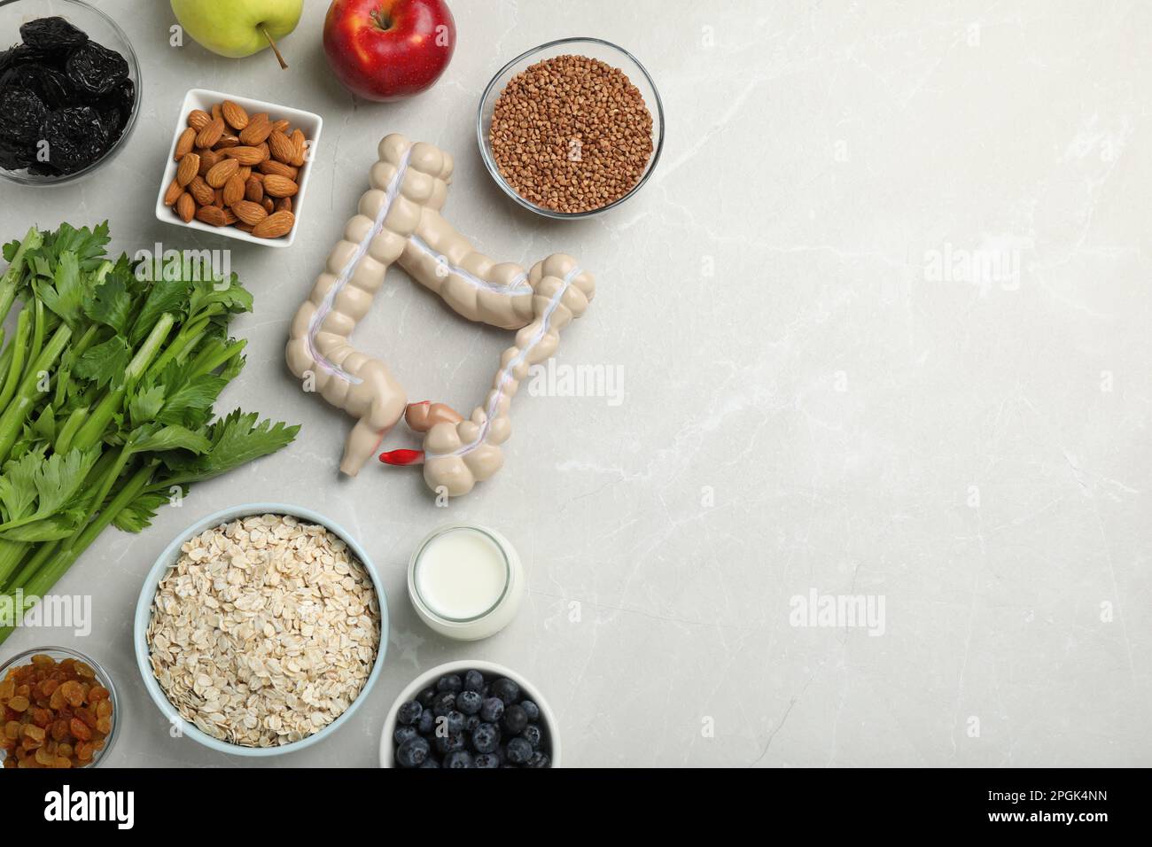 Layout of intestine model and products to help digestion on light ...