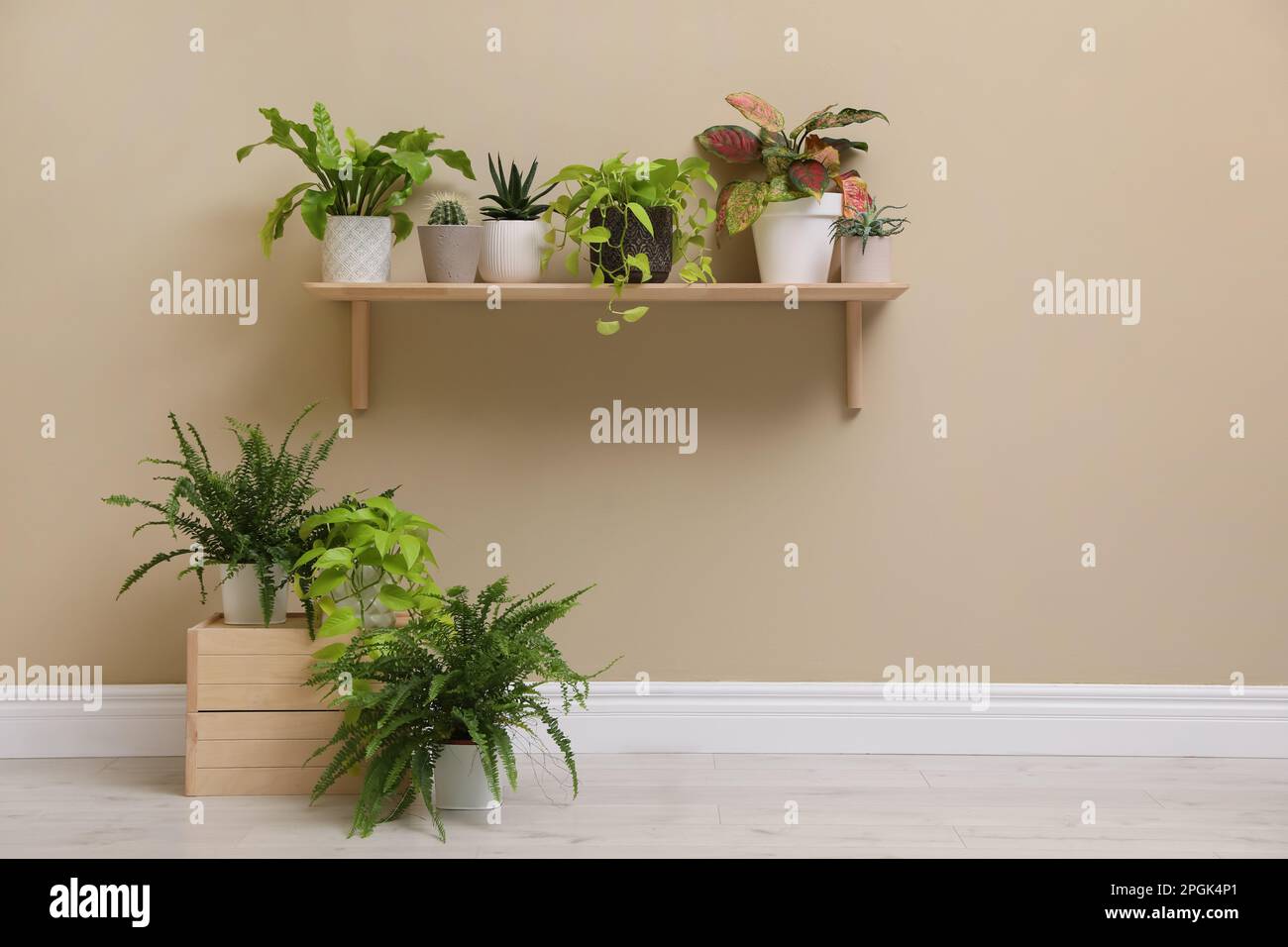 Room decorated with many different green houseplants Stock Photo - Alamy