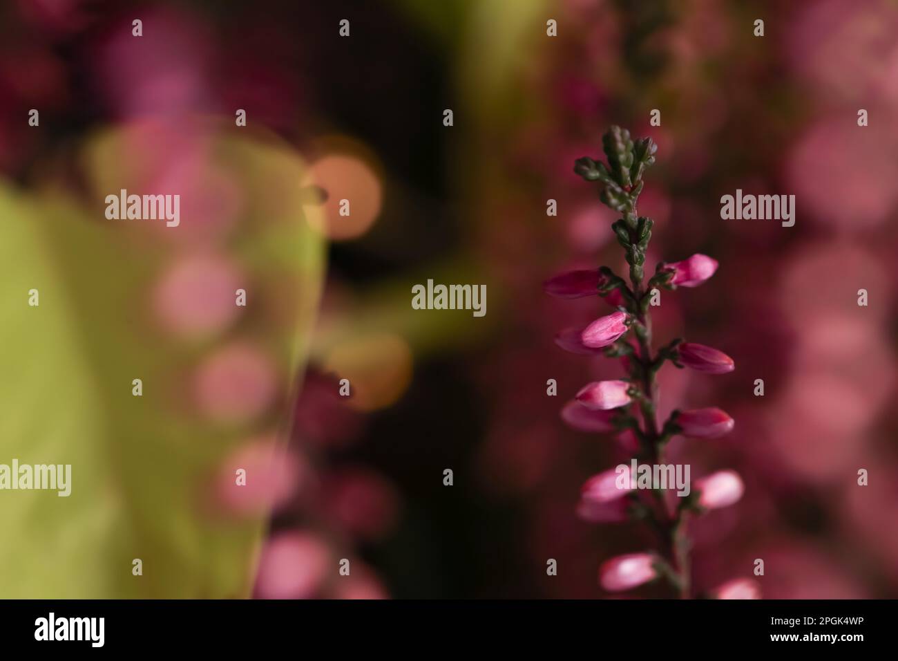 Heather twig with beautiful flowers on blurred background, closeup ...