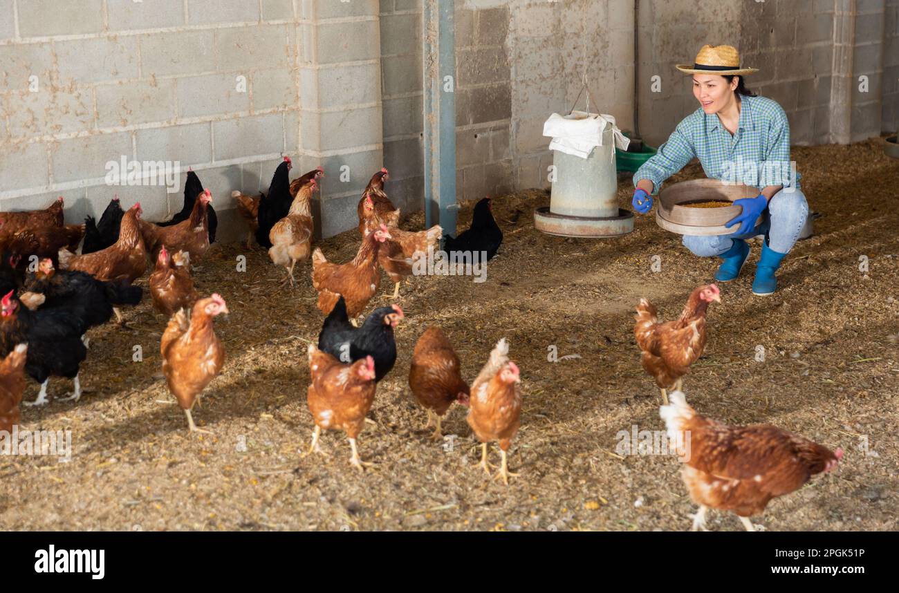 Asian female farmer feeding chickens in poultry barn Stock Photo - Alamy