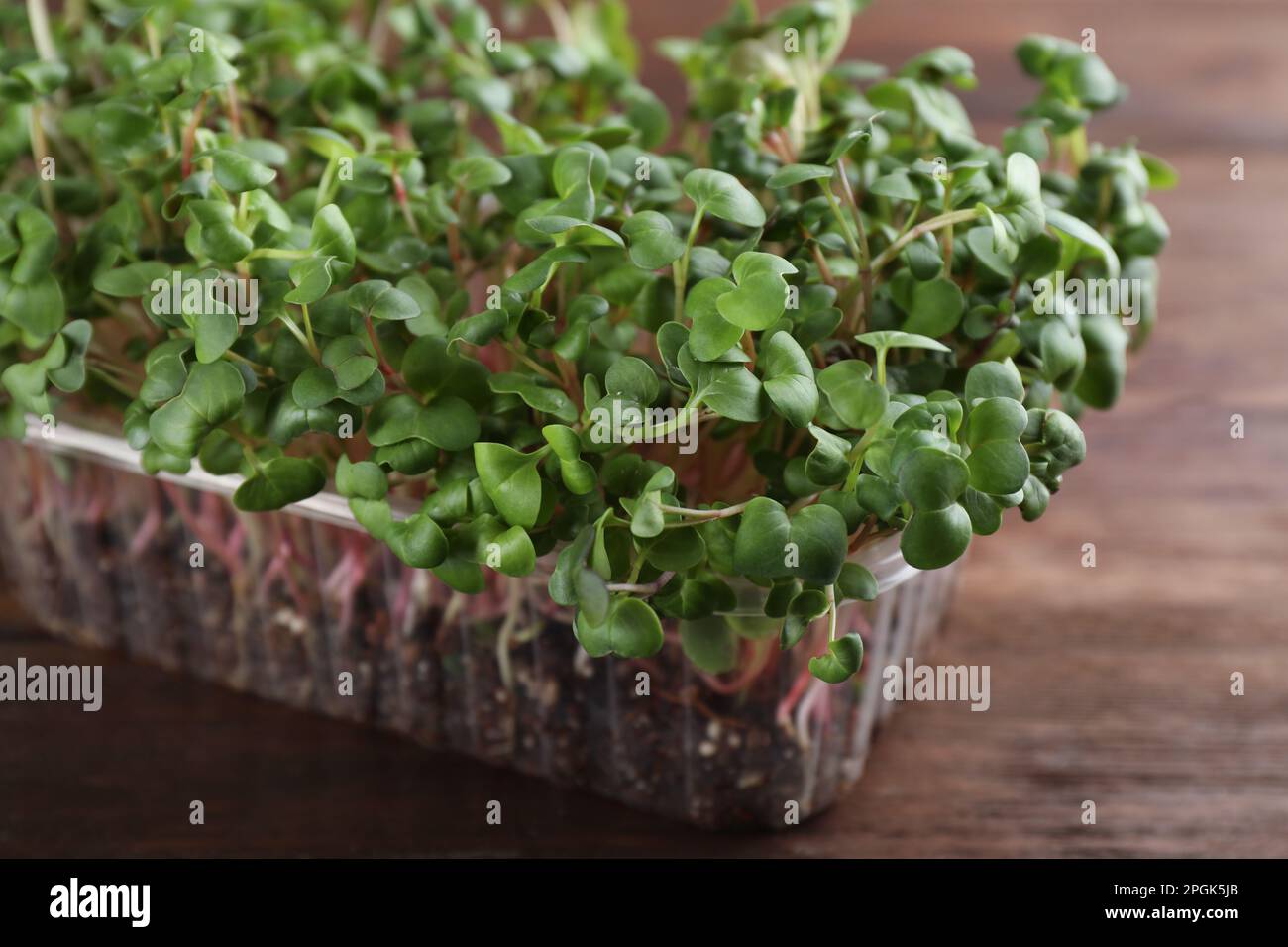 Salad cress in plastic container hi-res stock photography and images ...
