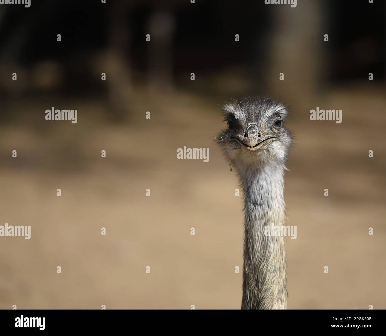 Common ostrich (Struthio camelus portrait Stock Photo - Alamy