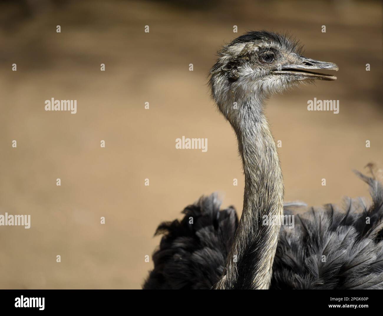 Common ostrich (Struthio camelus portrait Stock Photo - Alamy