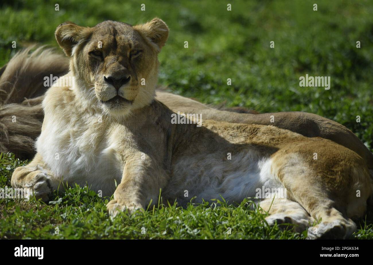 Natural landscape with view of a lioness (Panthera Leo Stock Photo - Alamy