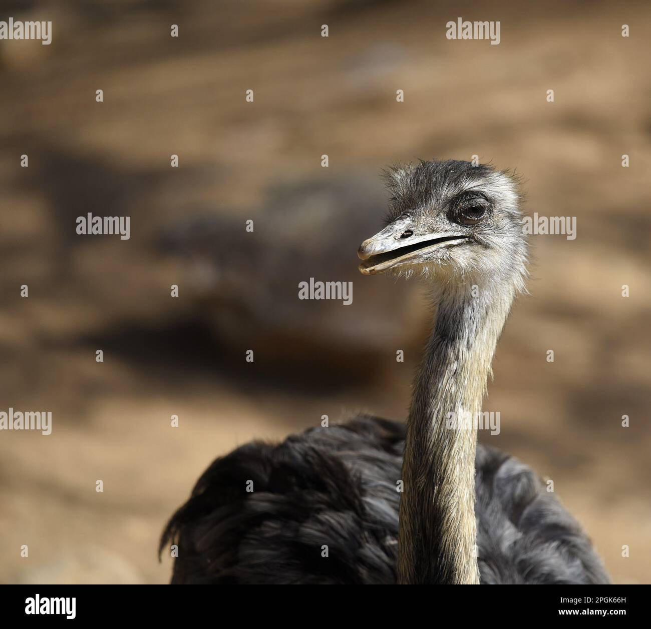 Common ostrich (Struthio camelus portrait Stock Photo - Alamy