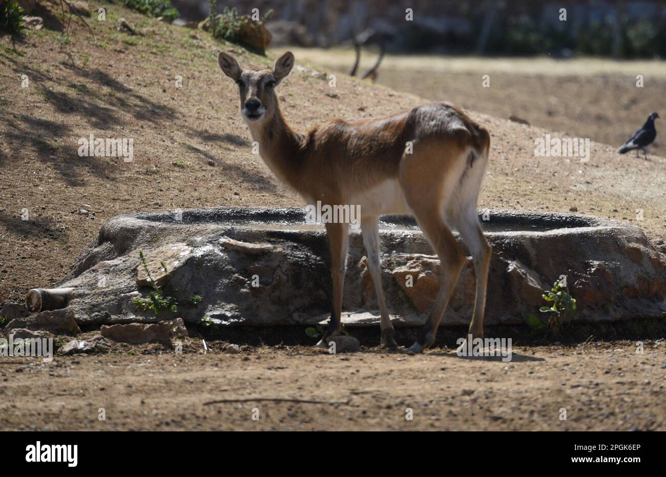 Landscape with view of a juvenile red lechwe (Kobus lechwe kafuensis ...