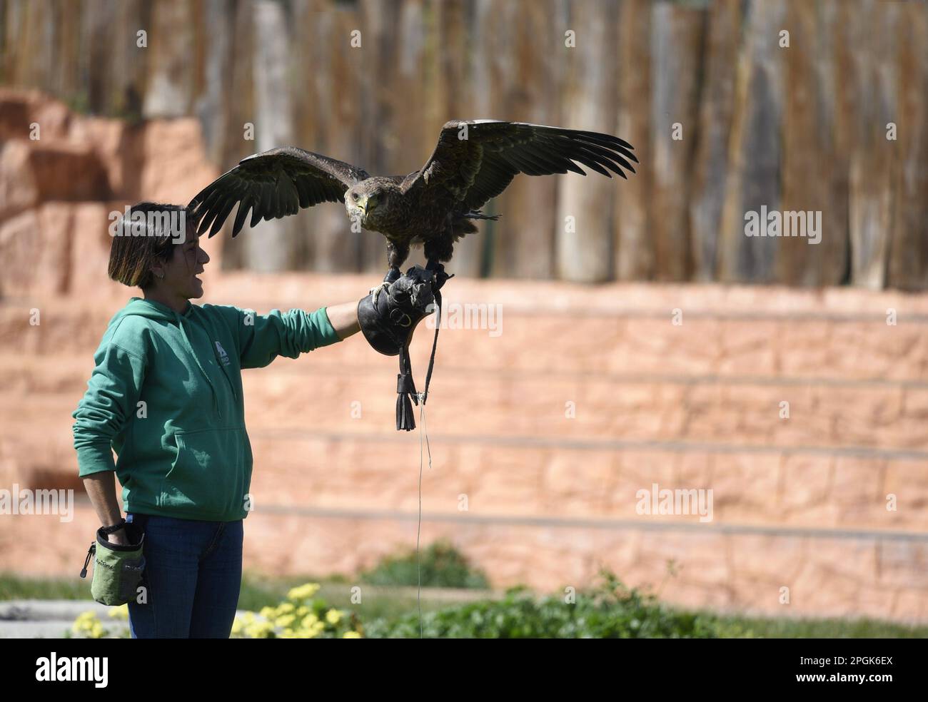 Harris hawk nest hi-res stock photography and images - Alamy