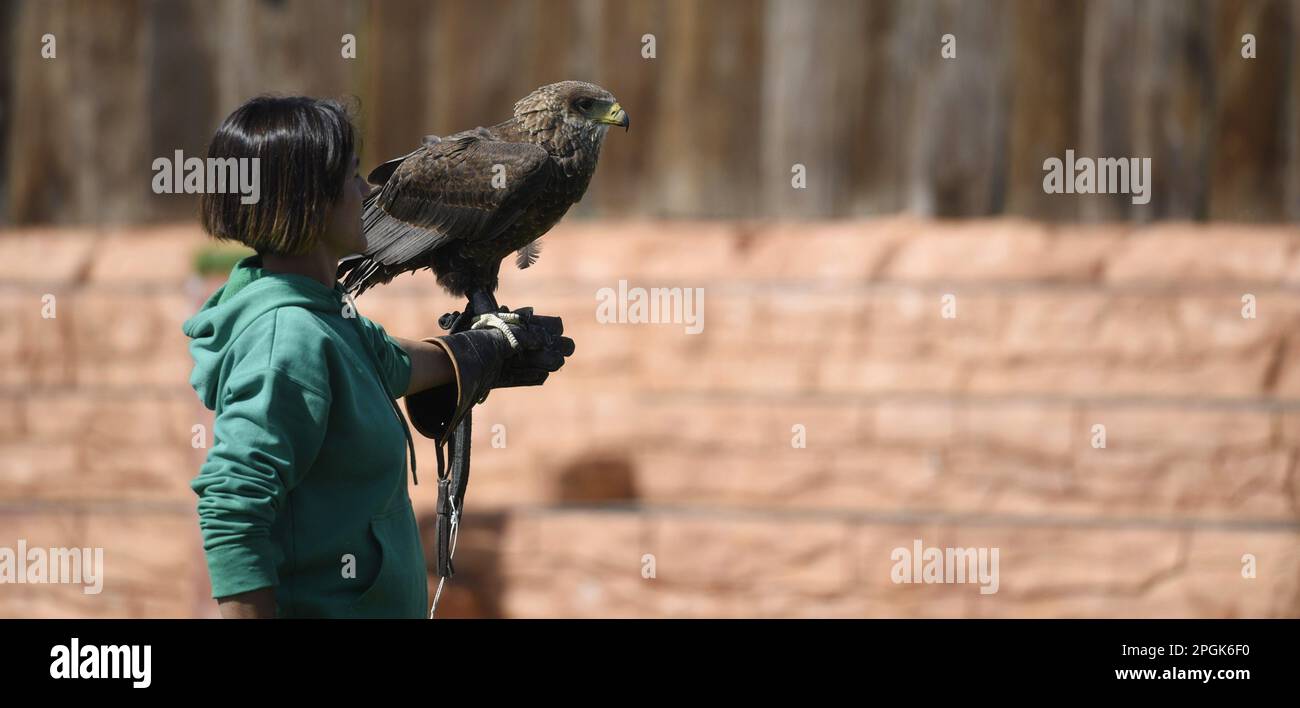 Harris hawk nest hi-res stock photography and images - Alamy