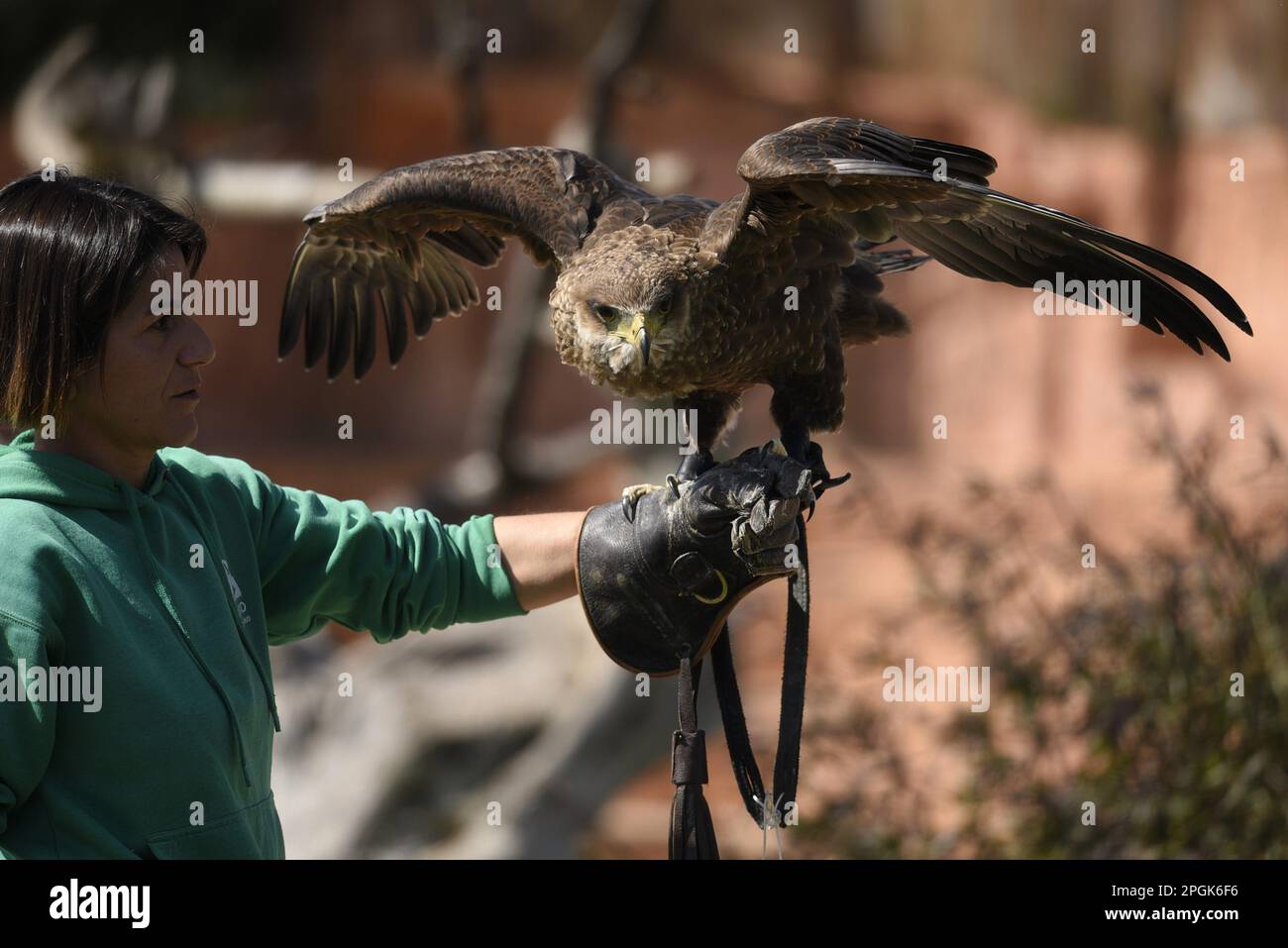 Landscape with scenic view of a Harris's hawk (Parabuteo unicinctus) in ...