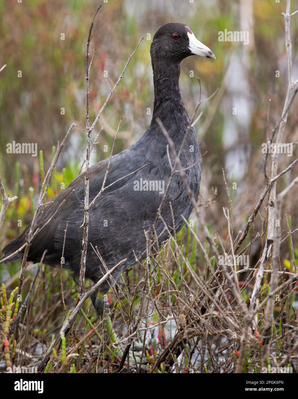 American black duck florida hi-res stock photography and images - Alamy